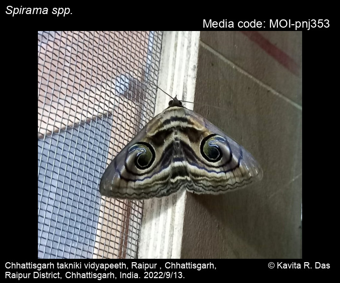 Spirama spp. | Moths